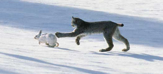 ANCORA SULLA PRODUTTIVITA’: PREDATORI E PREDE! | Scenarieconomici.it